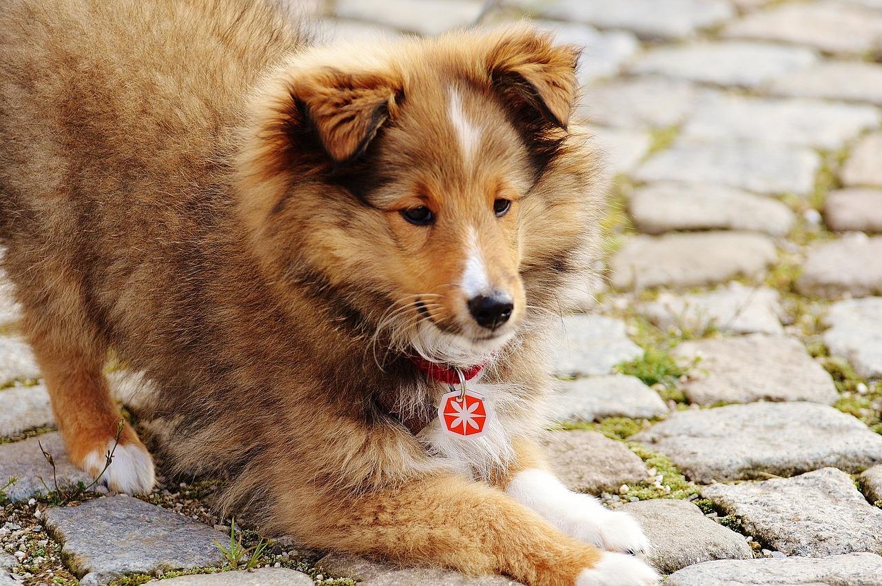 Chien Colley à poil long: caractéristiques et photos