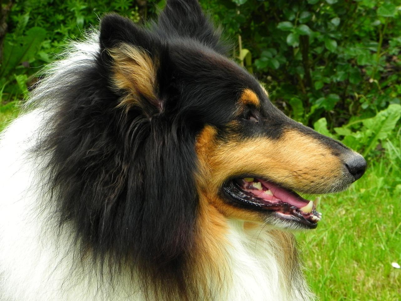 Chien Colley à poil long: caractéristiques et photos