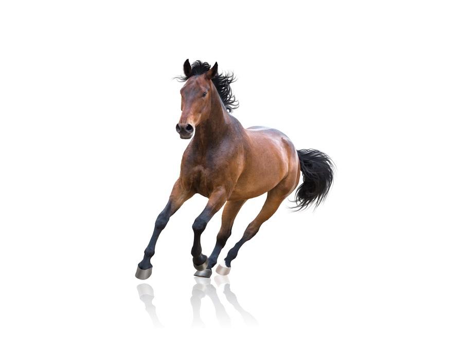 Cheval Alezan - Origine, Caractéristiques et Comportement