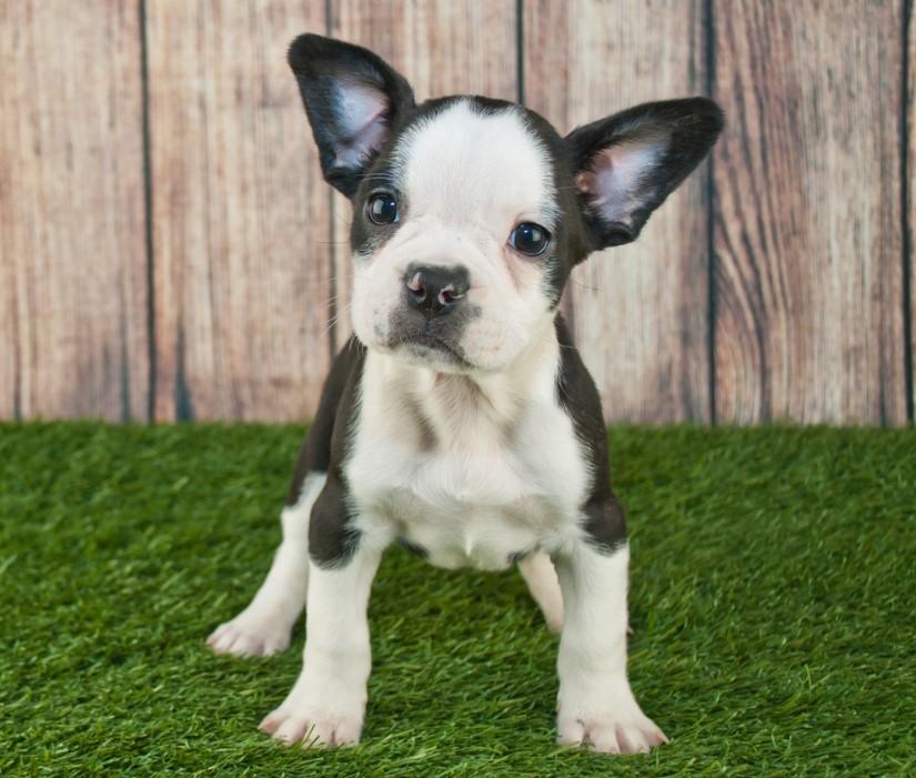 Frenchton - Origine, Caractéristiques et Comportement