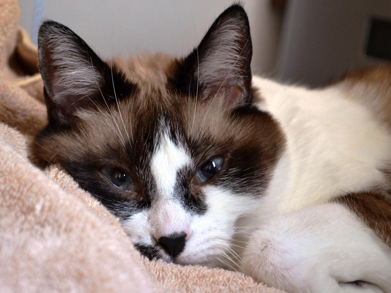 Chat Snowshoe: caractéristiques et photos
