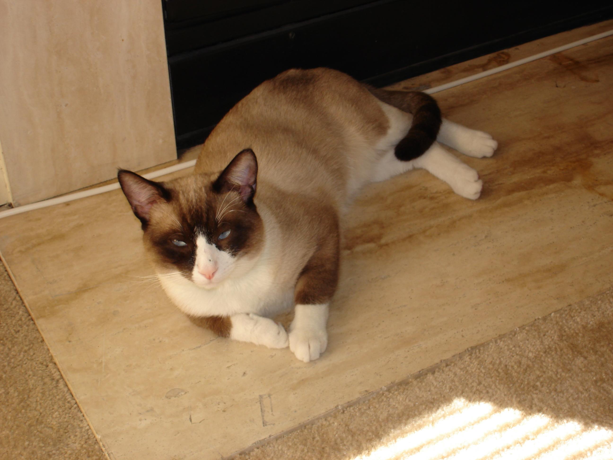 Chat Snowshoe: caractéristiques et photos