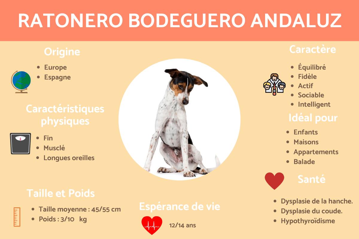 Ratonero bodeguero andaluz - Origine, Caractère et Caractéristiques
