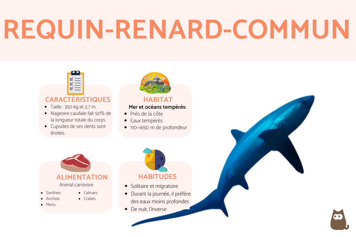 Requin-renard-commun - Alimentation et Caractéristiques