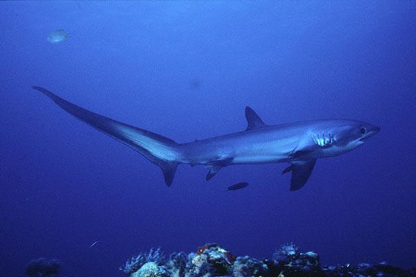 Requin-renard-commun - Alimentation et Caractéristiques