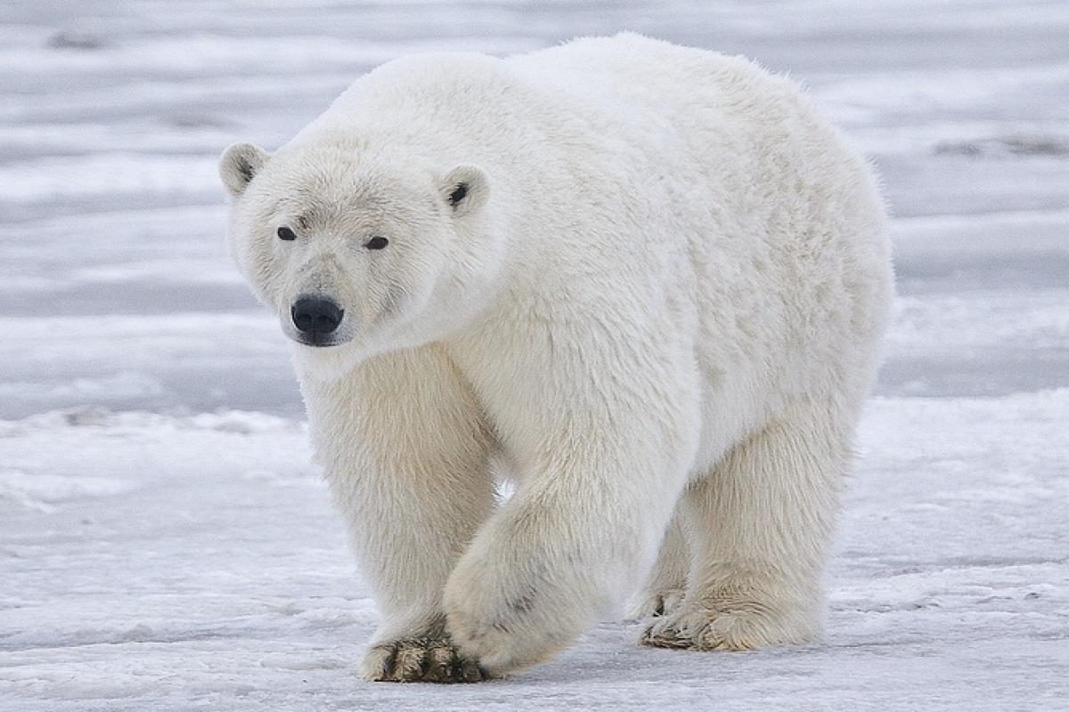 EXPOSÉ SUR L'OURS POLAIRE