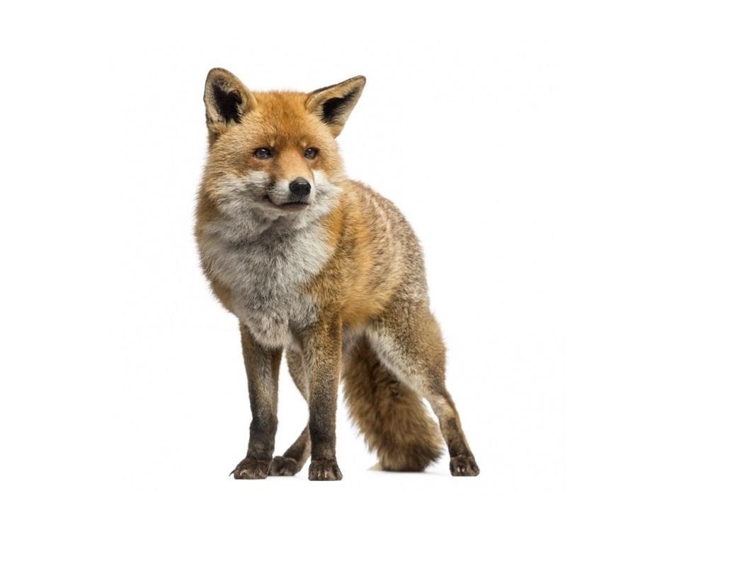 Renard roux: caractéristiques et photos