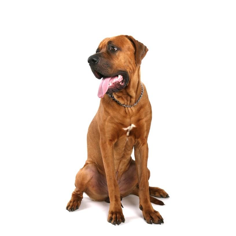 Chien Tosa Inu: caractéristiques et photos