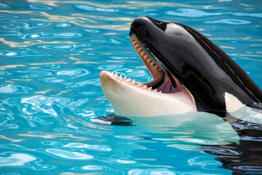 Orque ou épaulard - Tout savoir sur la baleine tueuse