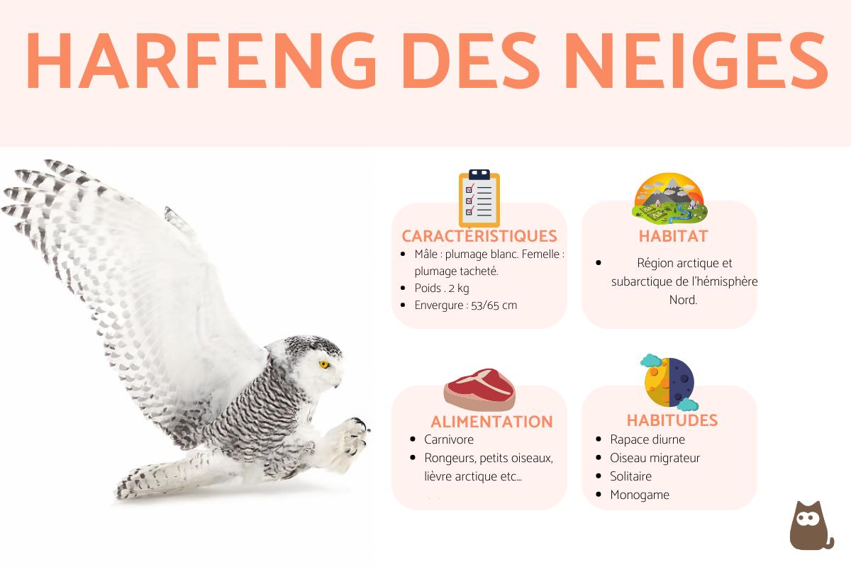 Harfang des neiges - Caractère, Caractéristiques et Alimentation