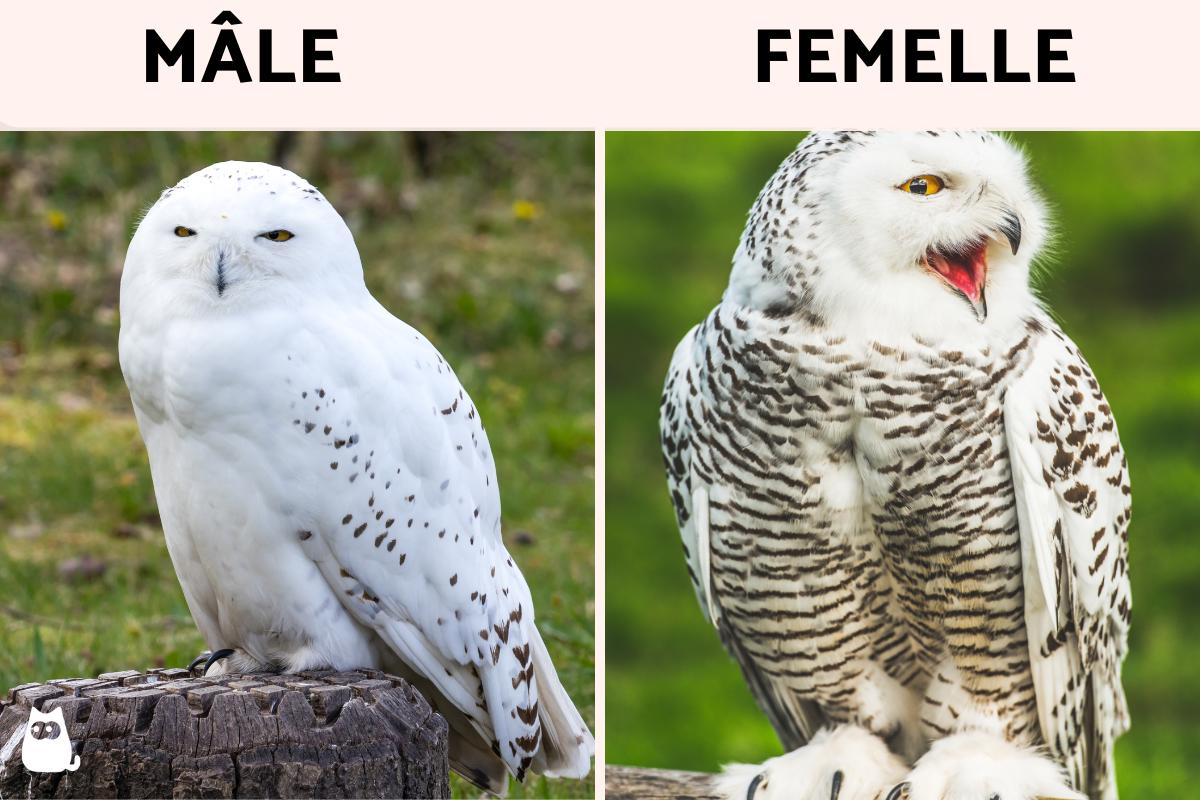 Harfang des neiges - Caractère, Caractéristiques et Alimentation