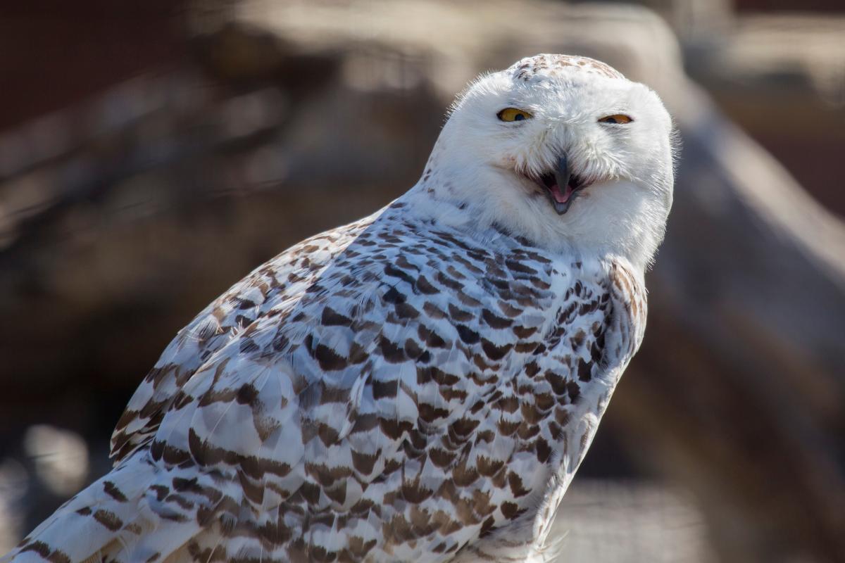 Harfang des neiges - Caractère, Caractéristiques et Alimentation