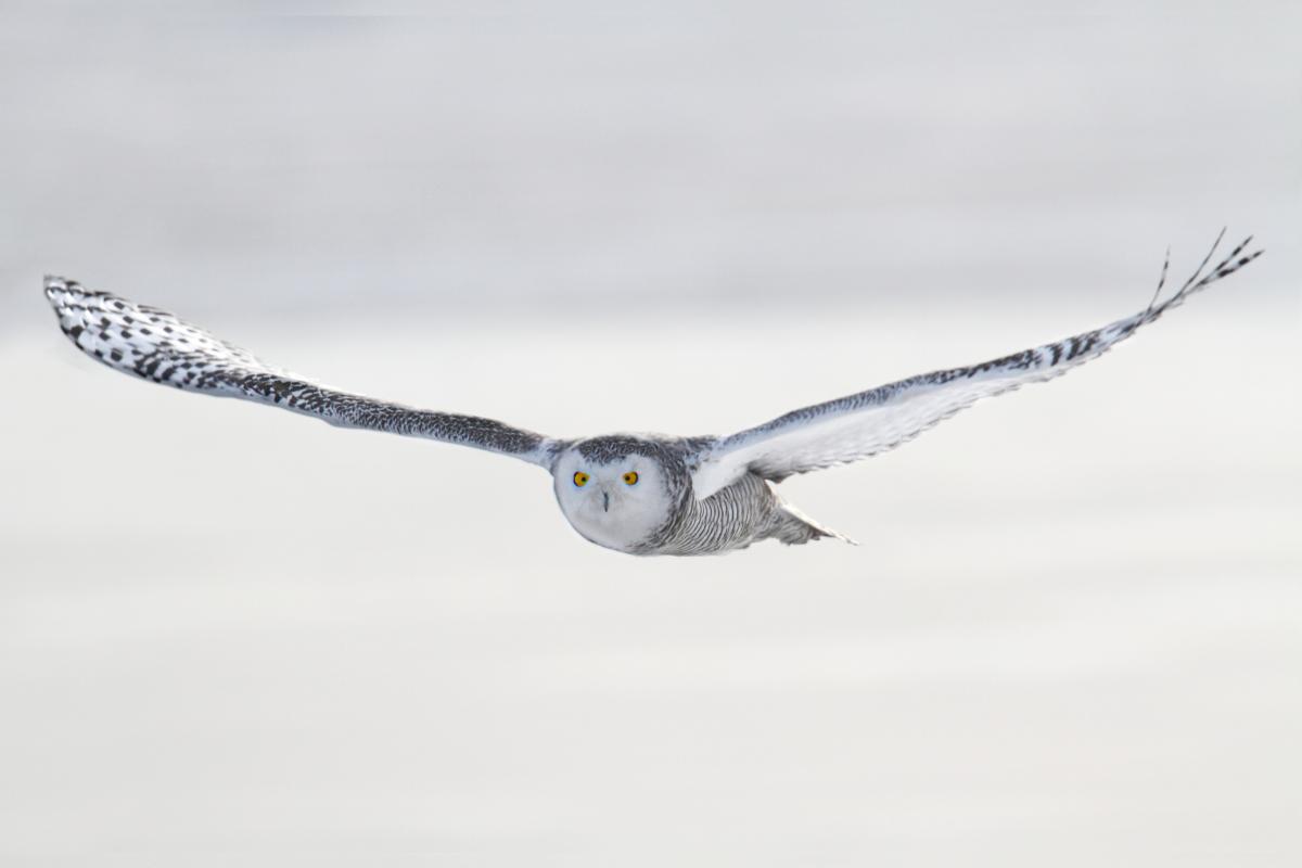 Harfang des neiges - Caractère, Caractéristiques et Alimentation
