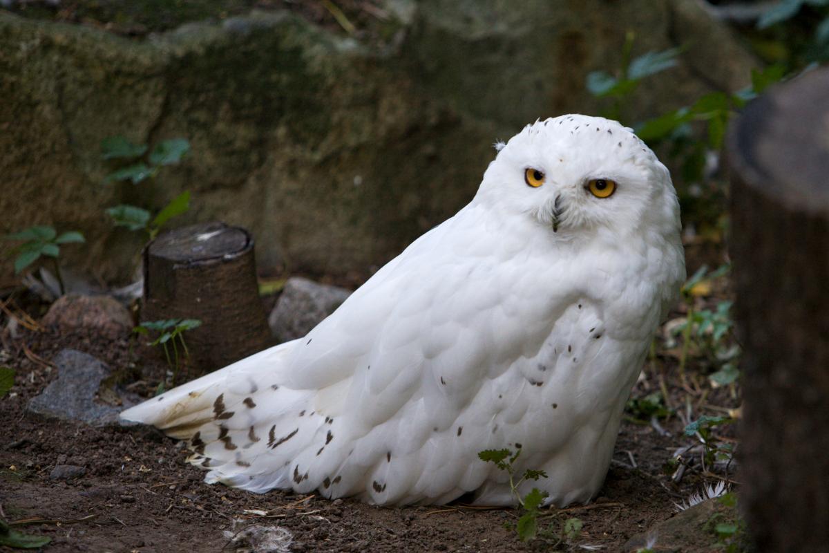 Harfang des neiges - Caractère, Caractéristiques et Alimentation
