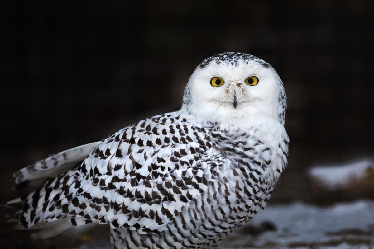 Harfang des neiges - Caractère, Caractéristiques et Alimentation