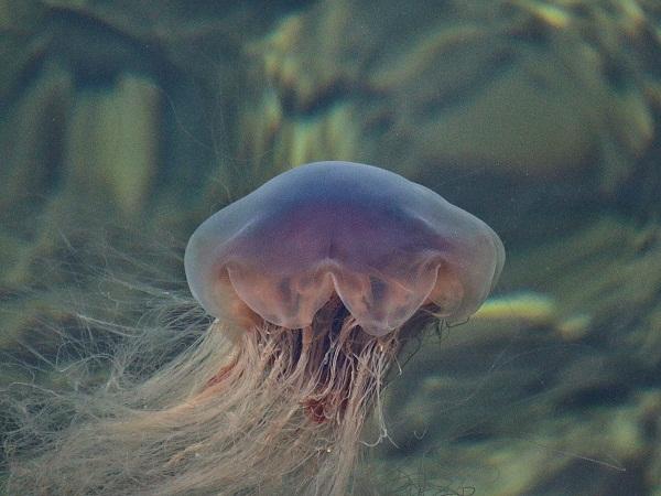 La MÉDUSE à CRINIÈRE de LION ou CYANÉE CAPILLAIRE