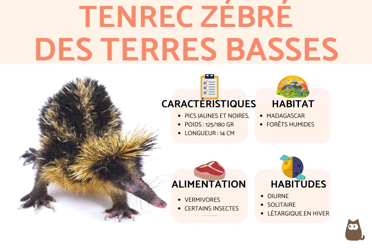 Tenrec zébré des terres basses - Origine, Caractéristiques et Alimentation