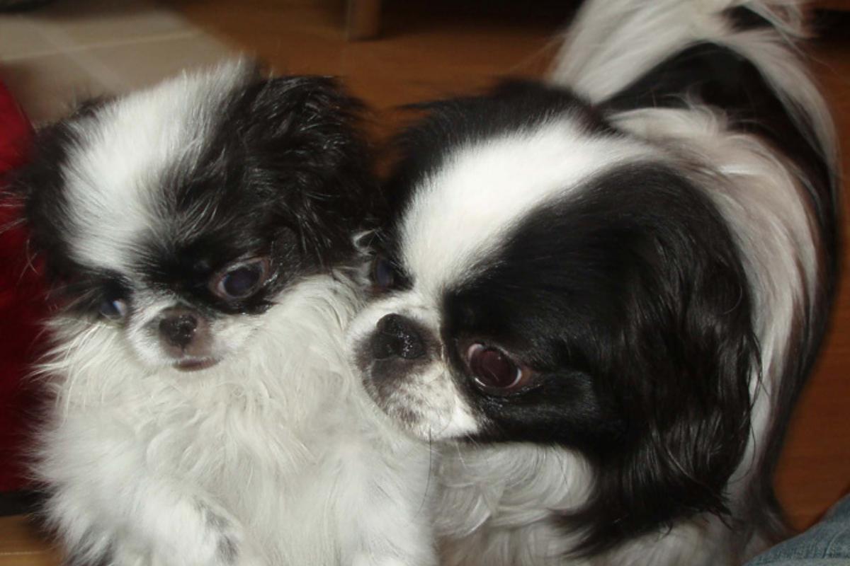 Epagneul japonais ou chin - Origine, Caractéristiques et Comportement