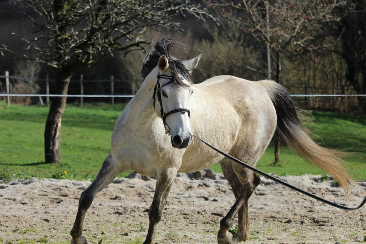 CHEVAL ARABE - Origine, caractéristiques et photos