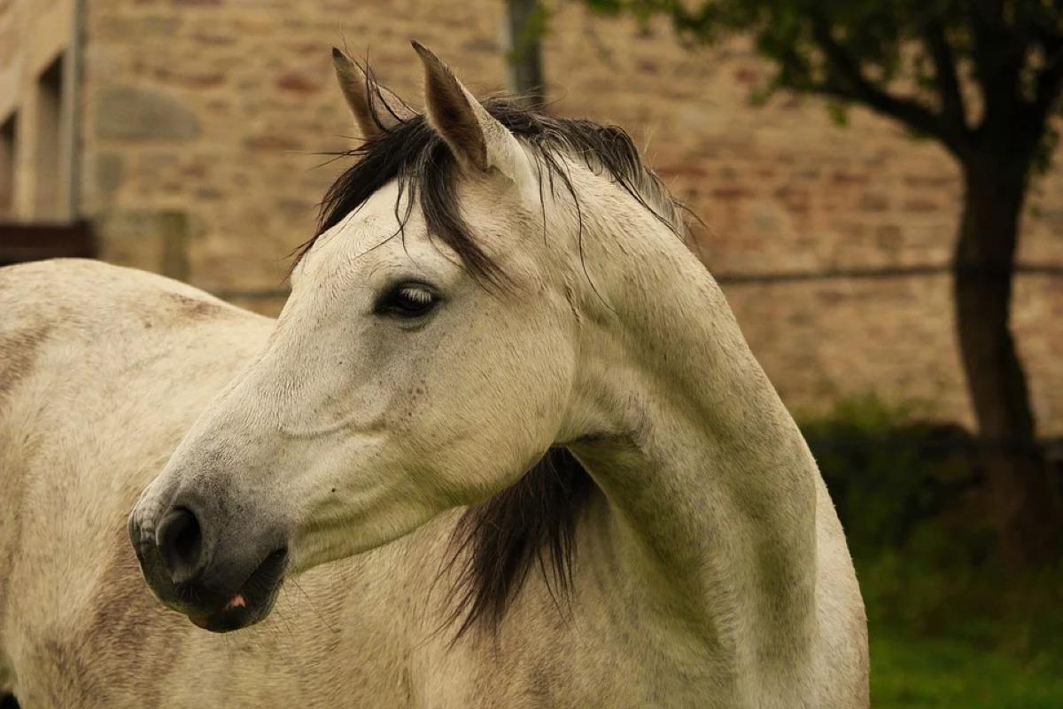CHEVAL ARABE - Origine, caractéristiques et photos