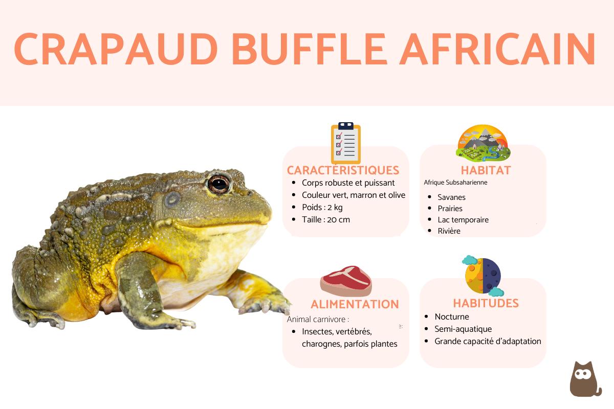 Crapaud buffle africain - Caractéristiques et Alimentation