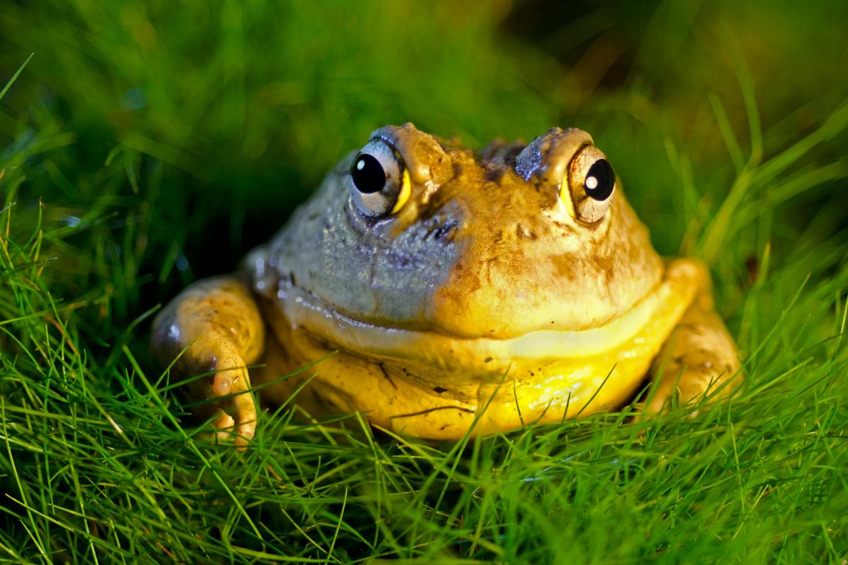 Crapaud buffle africain - Caractéristiques et Alimentation