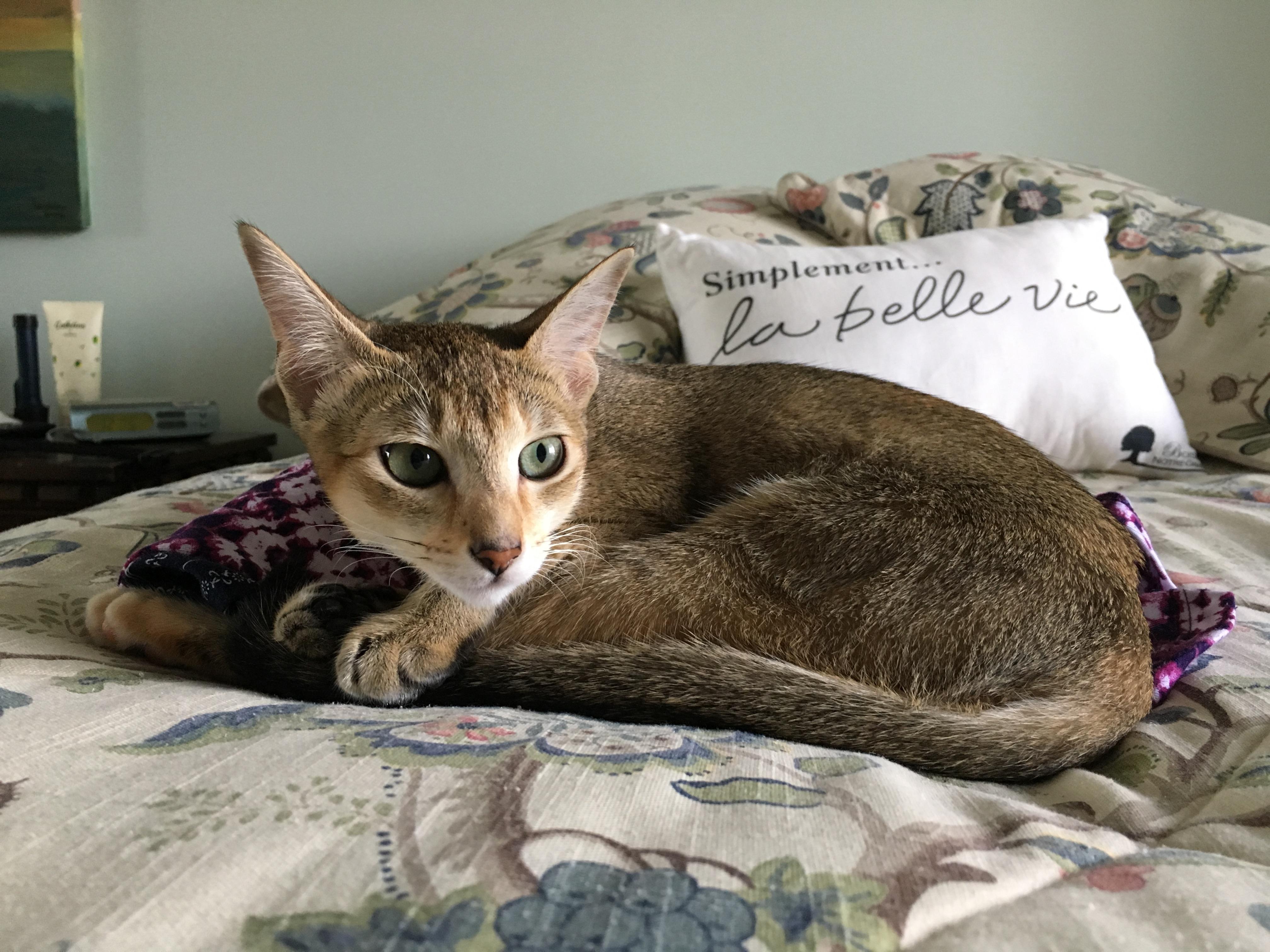 Chat Abyssin: caractéristiques et photos