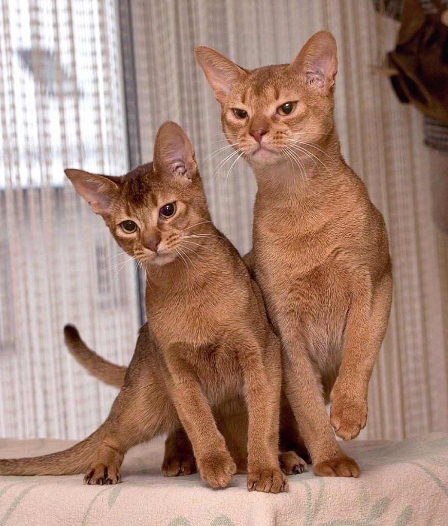 Chat Abyssin: caractéristiques et photos