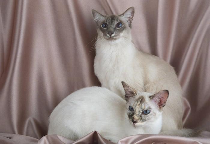 Chat Balinais: caractéristiques et photos