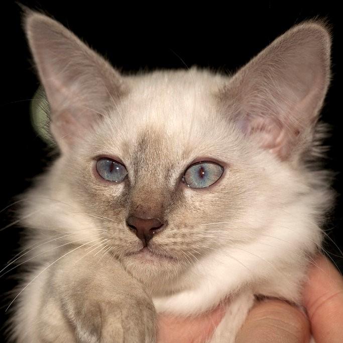 Chat Balinais: caractéristiques et photos