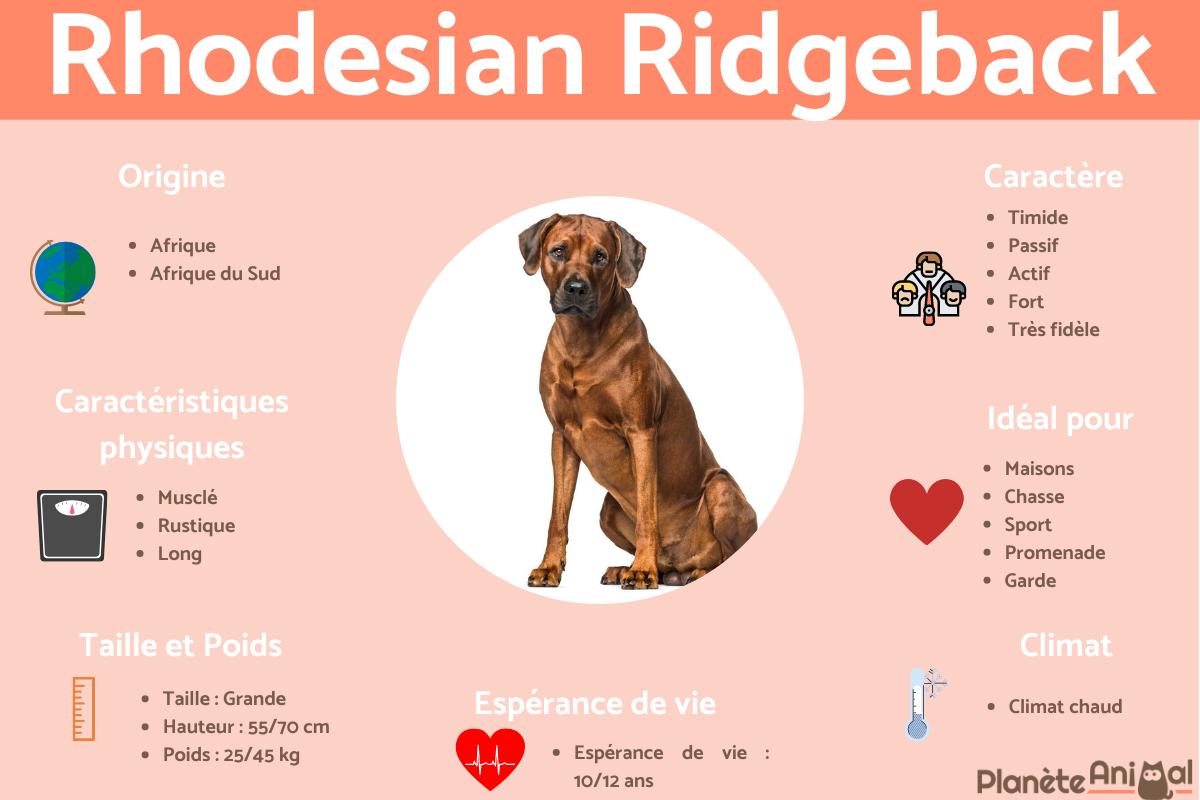 Rhodesian Ridgeback - Origine, Caractère et Caractéristiques