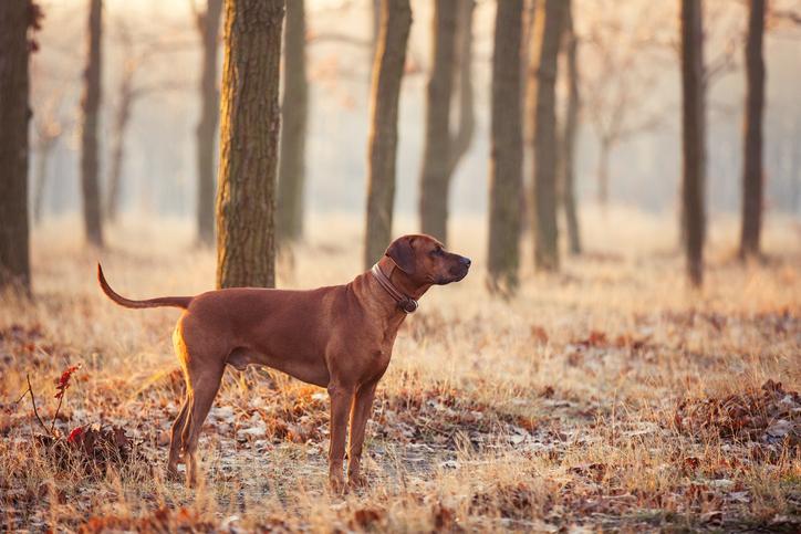 Rhodesian Ridgeback - Origine, Caractère et Caractéristiques