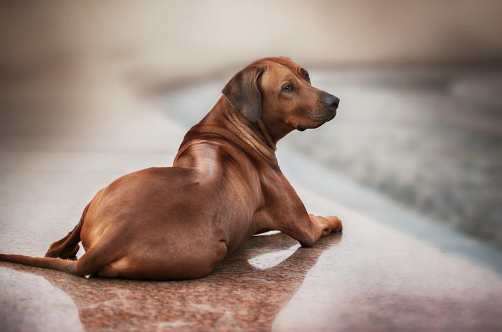 Rhodesian Ridgeback - Origine, Caractère et Caractéristiques