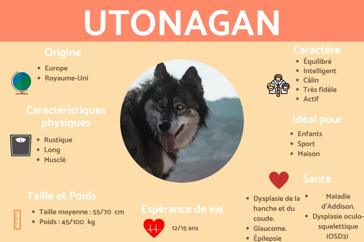 Utonagan - Origine, Caractéristiques et Caractère