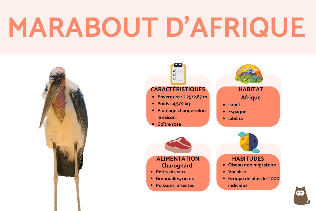 Marabout d'Afrique - Caractéristiques et A