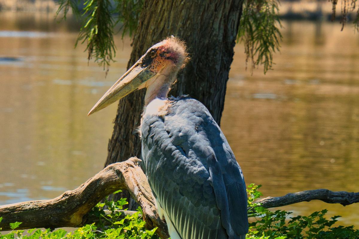 Marabout d'Afrique - Caractéristiques et A
