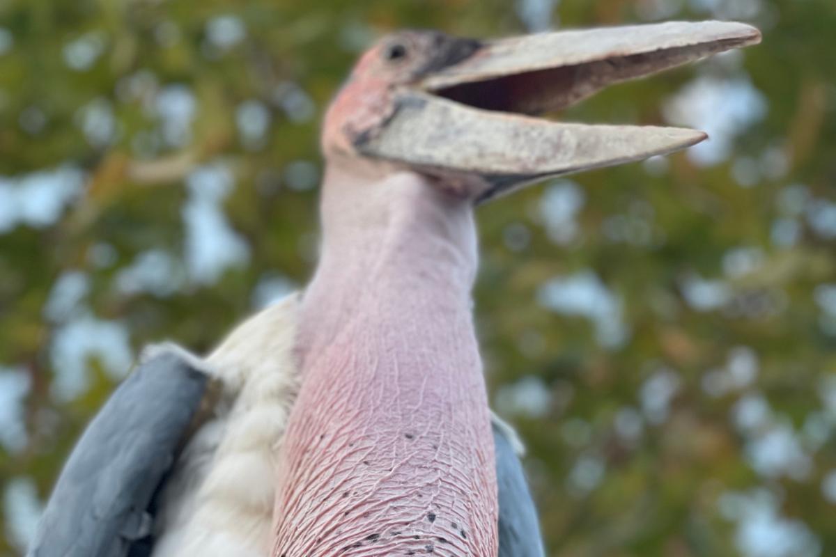 Marabout d'Afrique - Caractéristiques et A
