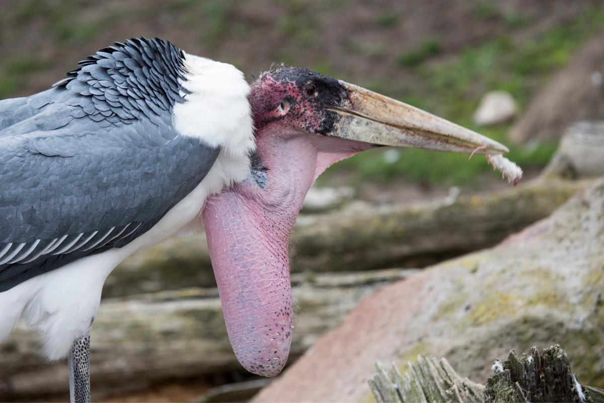 Marabout d'Afrique - Caractéristiques et A