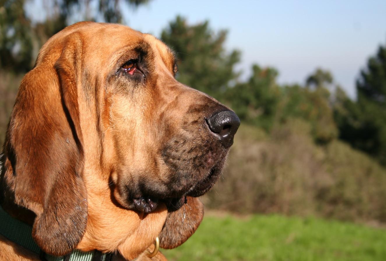 Chien de Saint-Hubert ou Bloodhound - Origine, Caractéristiques et ...