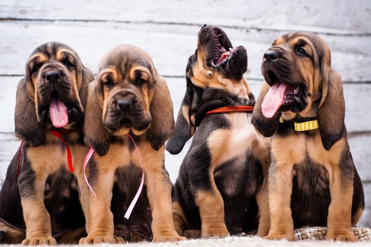 Chien de Saint-Hubert ou Bloodhound - Origine, Caractéristiques et ...
