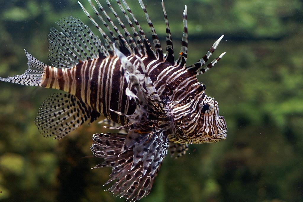 Rascasse volante (Pterois volitans) - Caractéristiques et Statut de ...