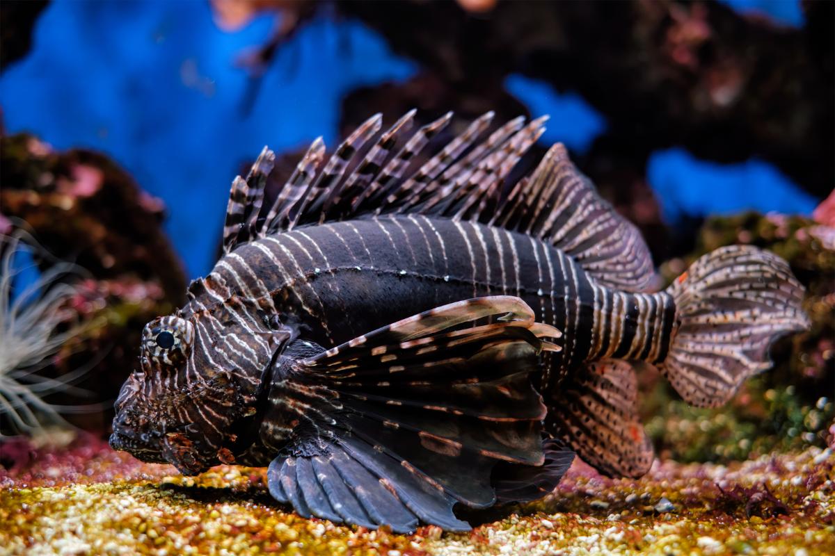 Rascasse volante (Pterois volitans) - Caractéristiques et Statut de ...