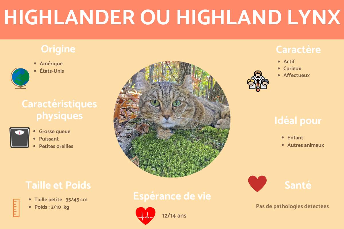 Highlander ou Highland lynx - Origine, Caractéristiques et Caractère