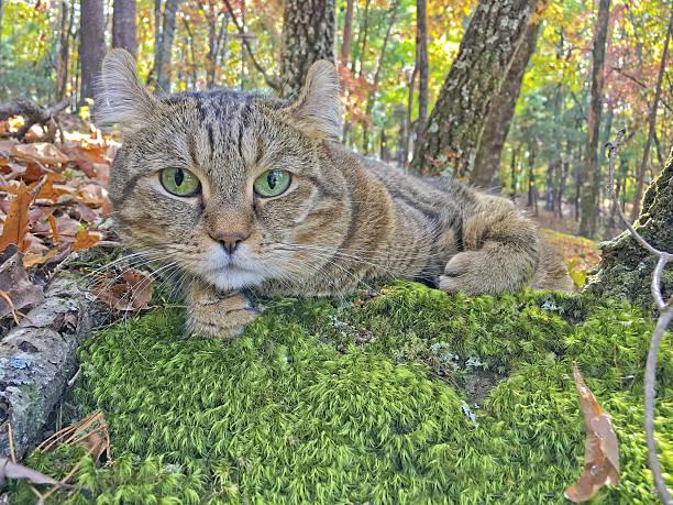 Highlander ou Highland lynx - Origine, Caractéristiques et Caractère