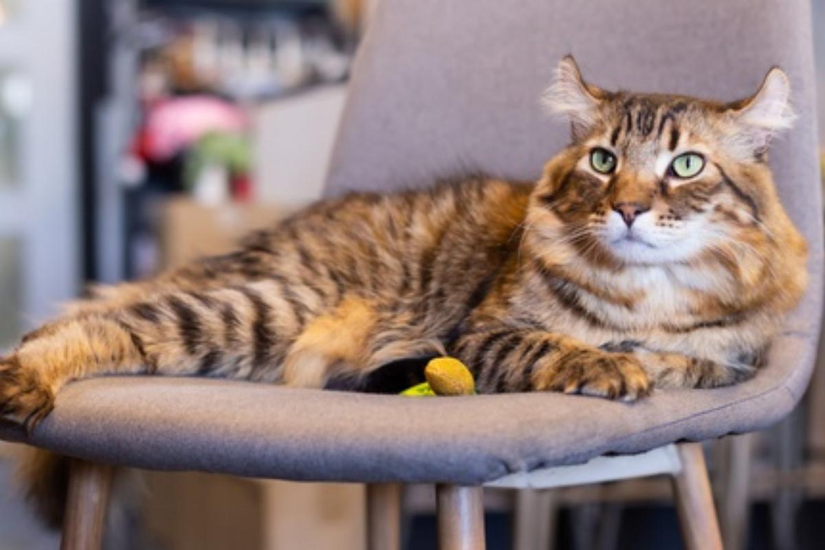 Highlander ou Highland lynx - Origine, Caractéristiques et Caractère