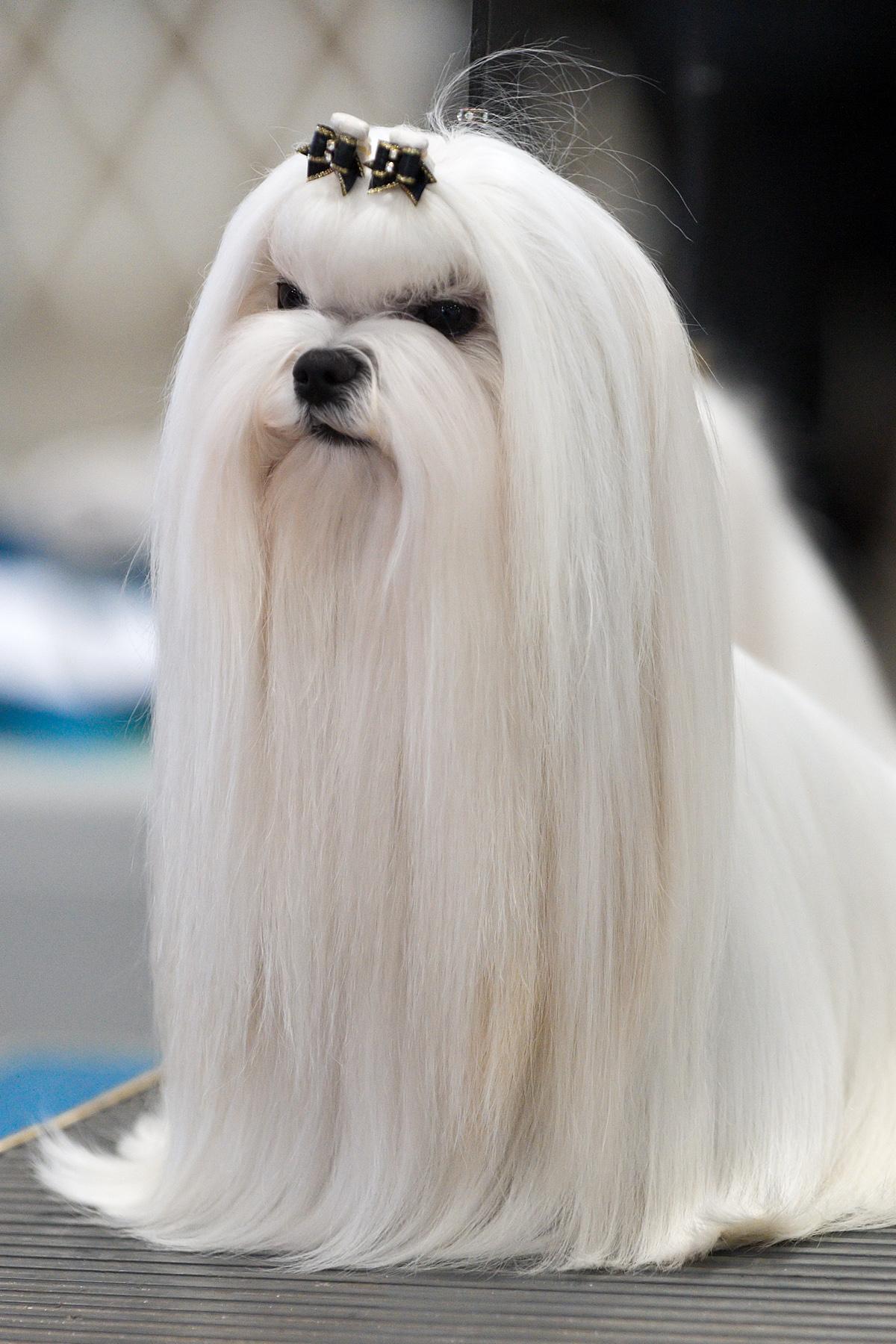 Chien Bichon maltais: caractéristiques, photos et vidéos