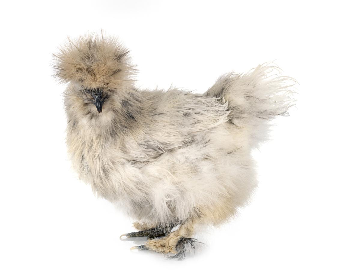 Poule Soie - Alimentation, Soins, Caractéristiques et Ponte