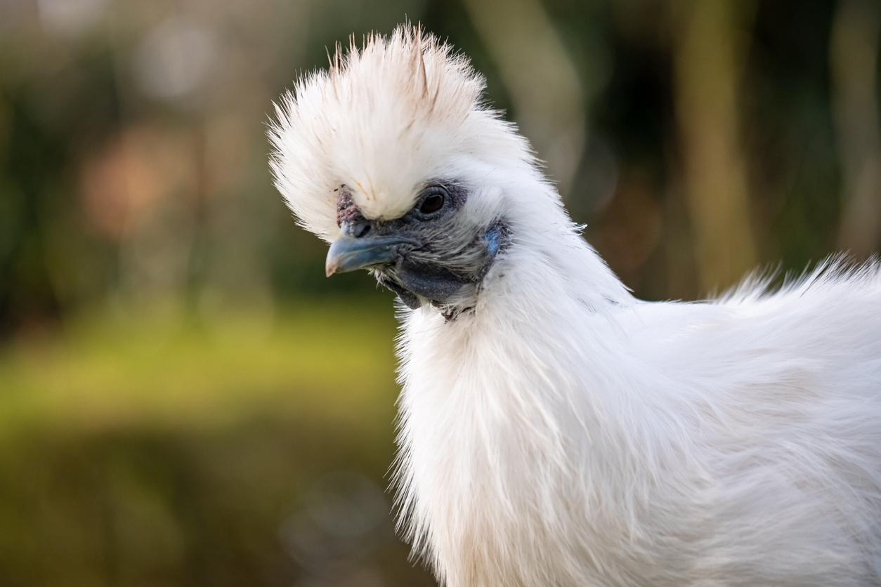 Poule Soie - Alimentation, Soins, Caractéristiques et Ponte
