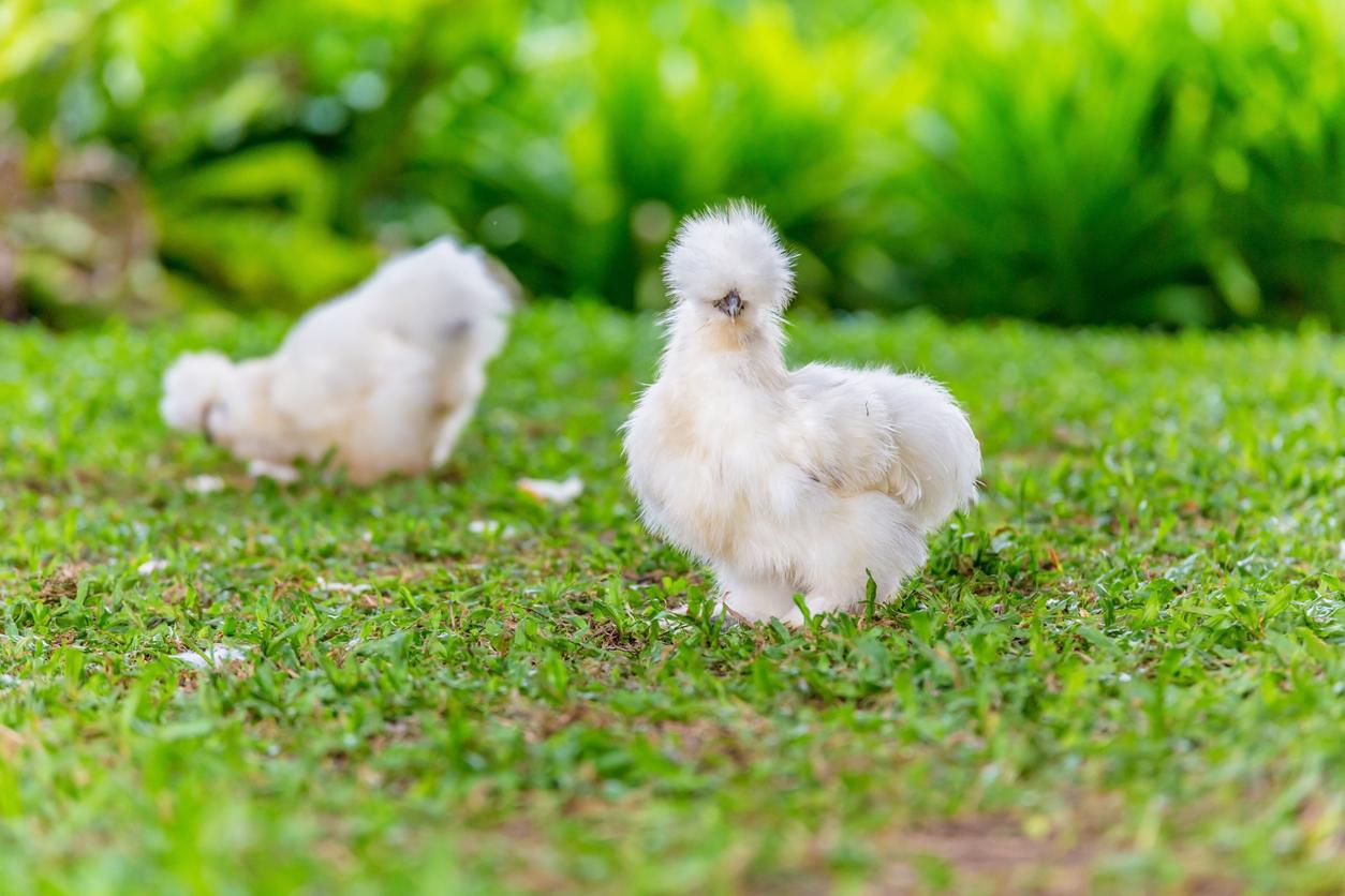Poule Soie - Alimentation, Soins, Caractéristiques et Ponte