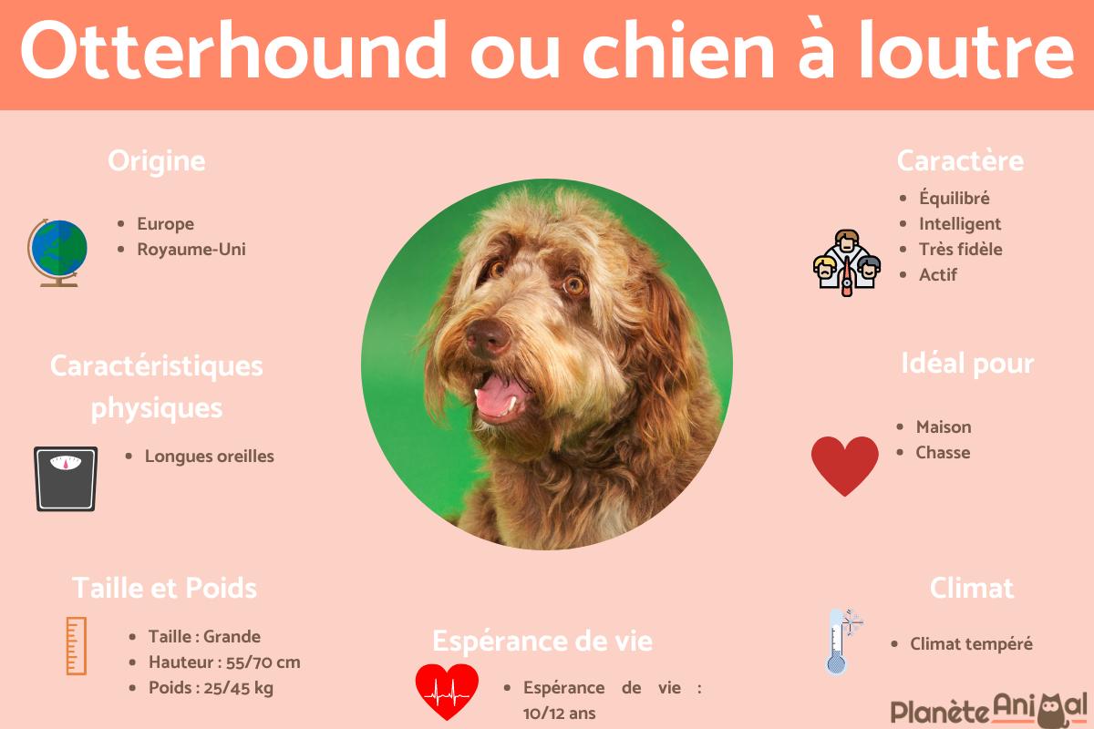 Otterhound ou chien à loutre - Origine, Caractéristiques et Comportement